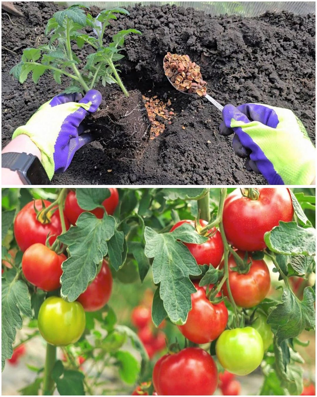 Svela i segreti di un fiorente giardino domestico: consigli essenziali ...